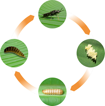 Insect biotechnology